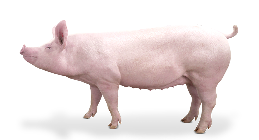 Camborough – Genética de Suínos – Agroceres PIC