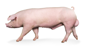 Camborough – Genética de Suínos – Agroceres PIC