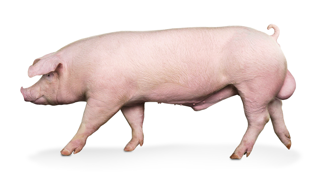 Camborough - Genética de Suínos - Agroceres PIC