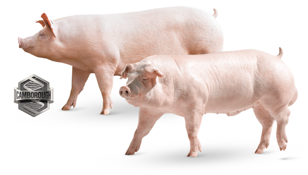 Empresa – Genética de Suínos – Agroceres PIC